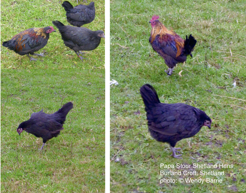 Papa Stour Shetland Hen - Scottish Food Guide