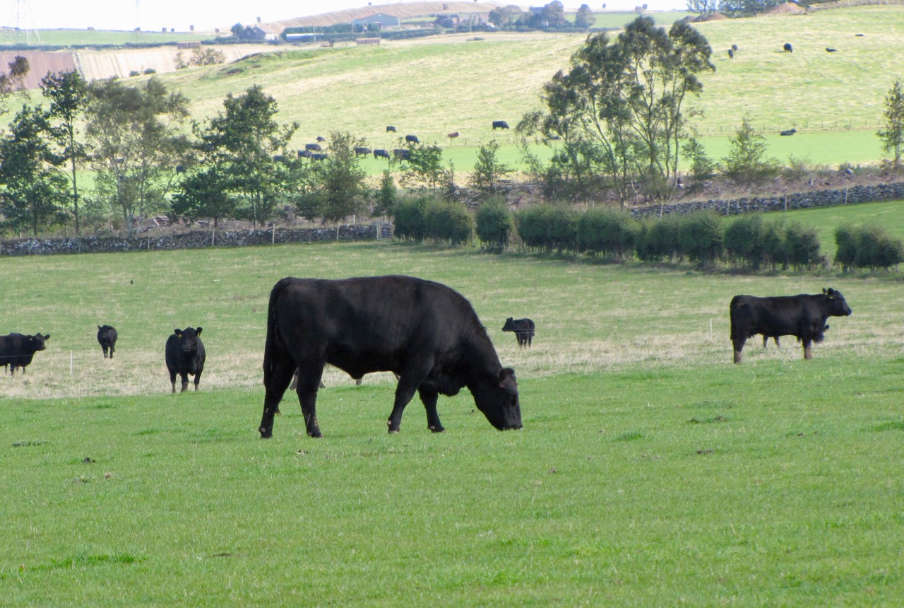 hardiesmill-angus1-1 - Scottish Food Guide