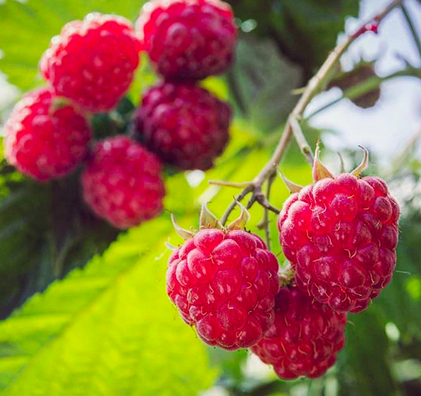 News – Scottish Food Guide