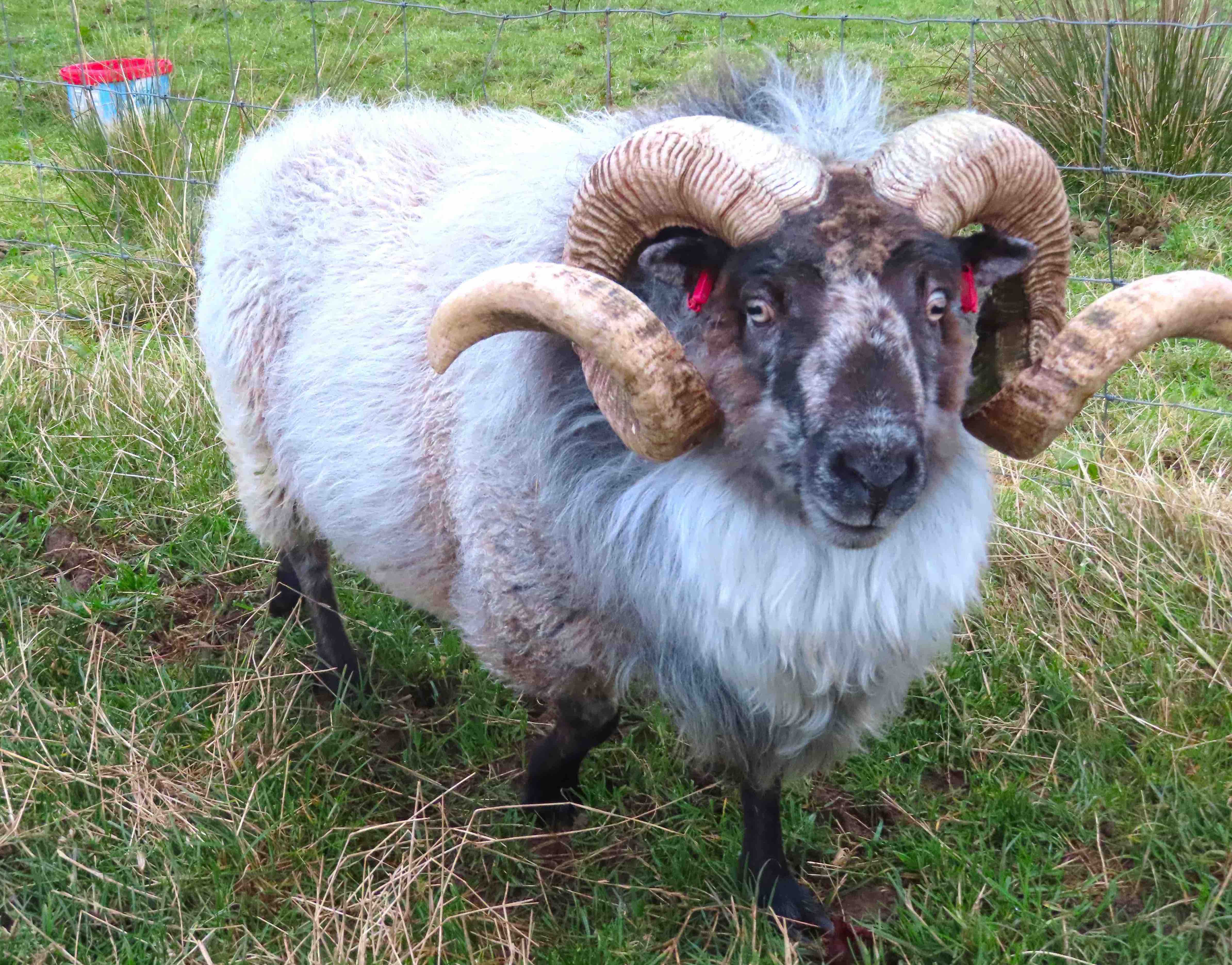 Orkney Boreray - Scottish Food Guide