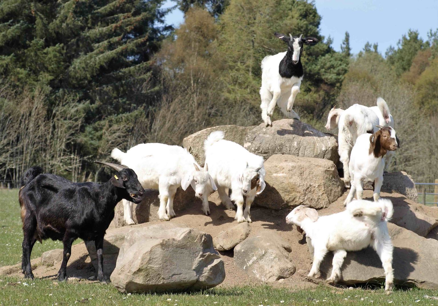 Scottish Farm Shops - Scottish Food Guide