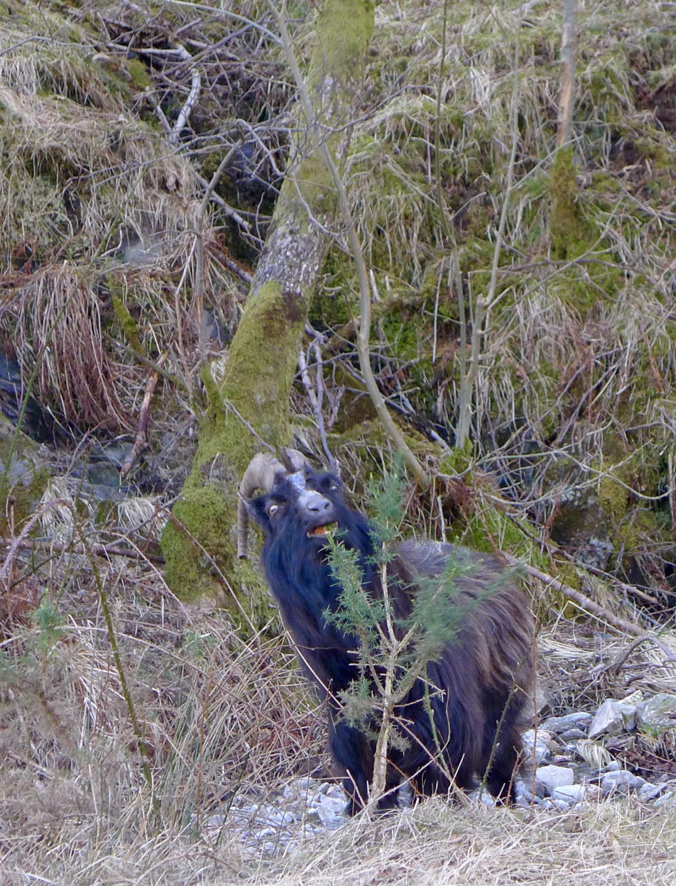 Native Scottish Goat - Scottish Food Guide