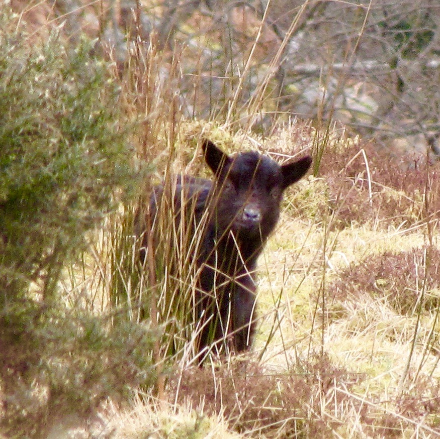 Native Scottish Goat - Scottish Food Guide