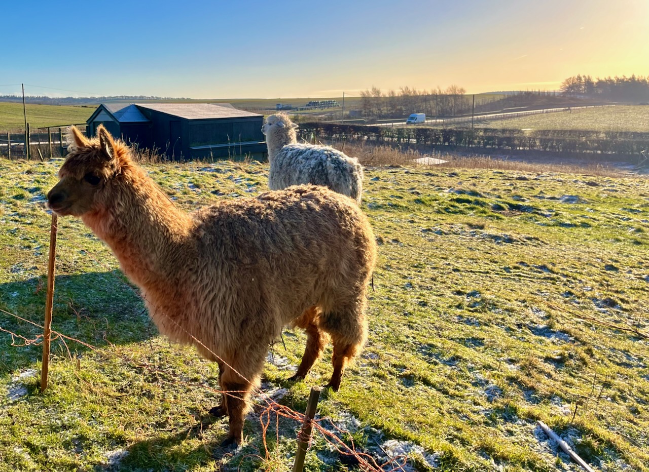 Woodlea Café Bistro & Farmshop - Scottish Food Guide