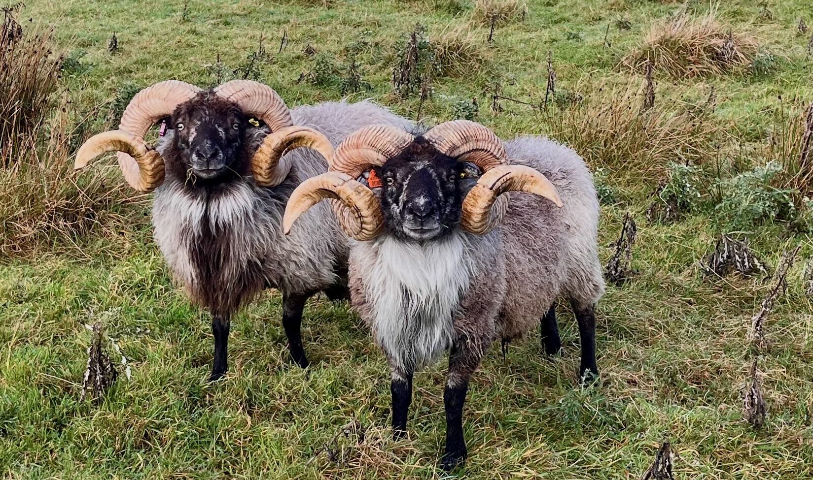 Orkney Borerays, Burnside, Settisgarth - Scottish Food Guide